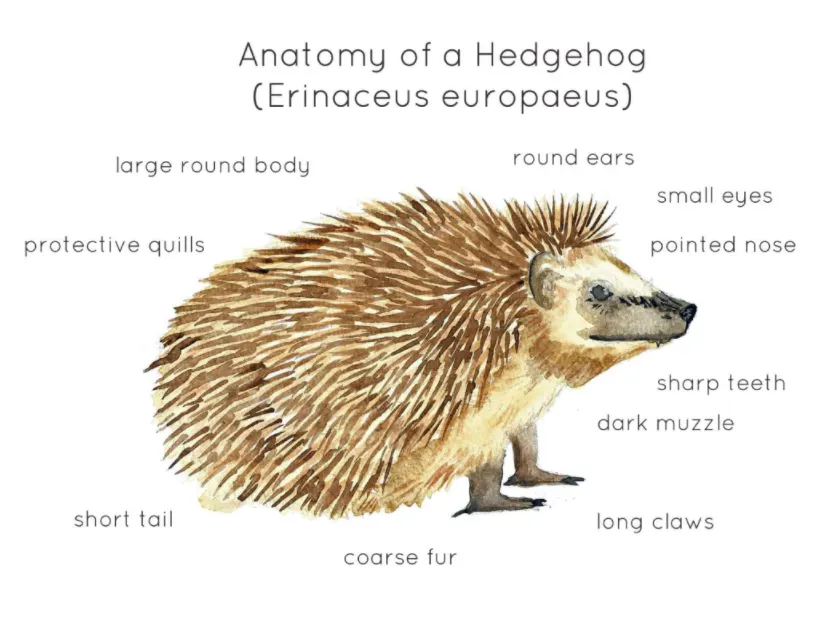 Hedgehog Anatomy Printable Poster by Teach Simple