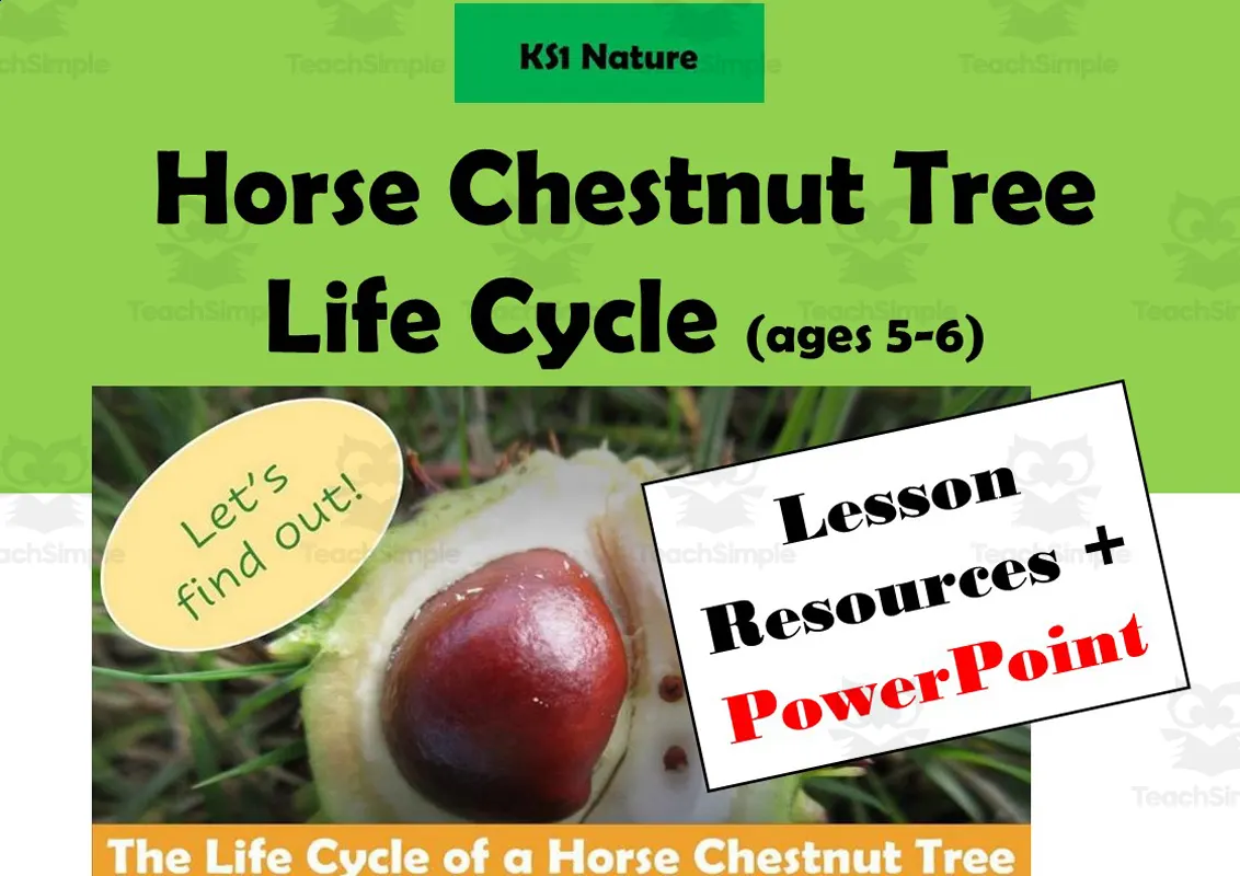 Horse Chestnut Life-cycle Lesson Resource Pack plus PowerPoint by Teach Simple