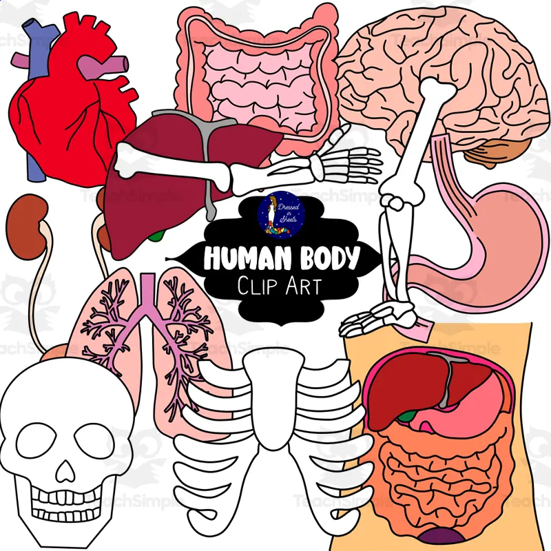 Human Body Clip Art by Teach Simple