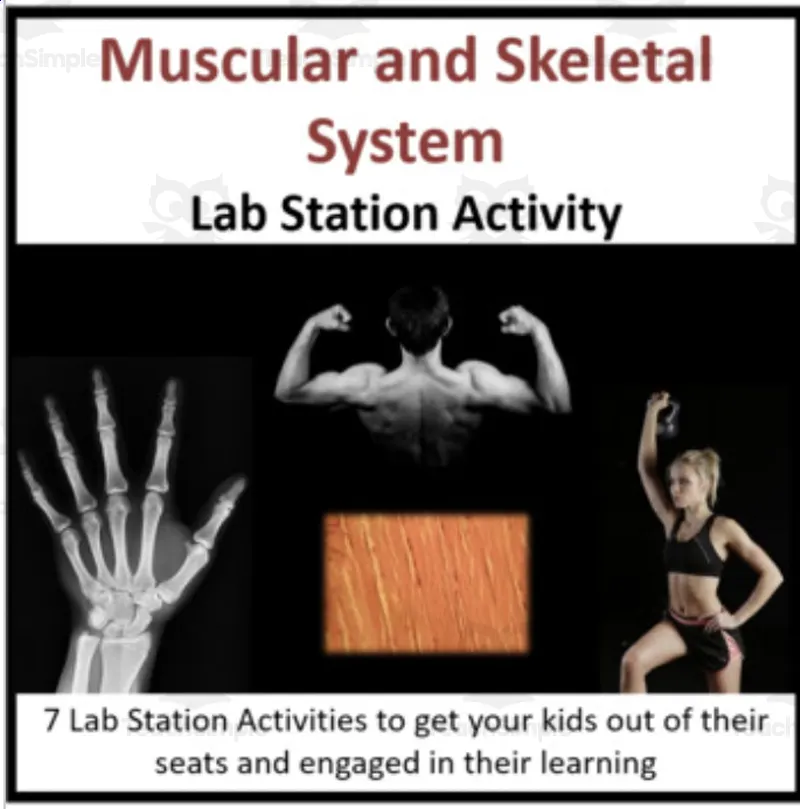 Muscular and Skeletal System – Lab Station Activity by Teach Simple