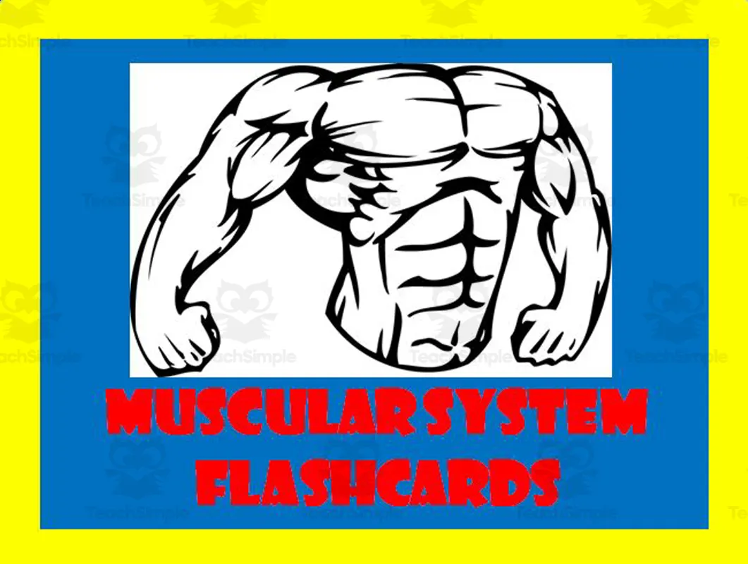 Muscular System Flashcards by Teach Simple