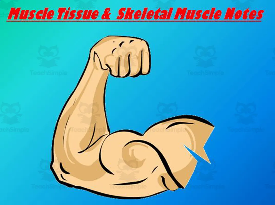 Muscular System PowerPoint Presentation by Teach Simple