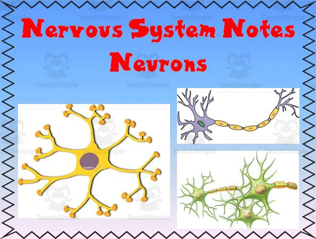 Nervous System | Neurons PowerPoint Presentation by Teach Simple