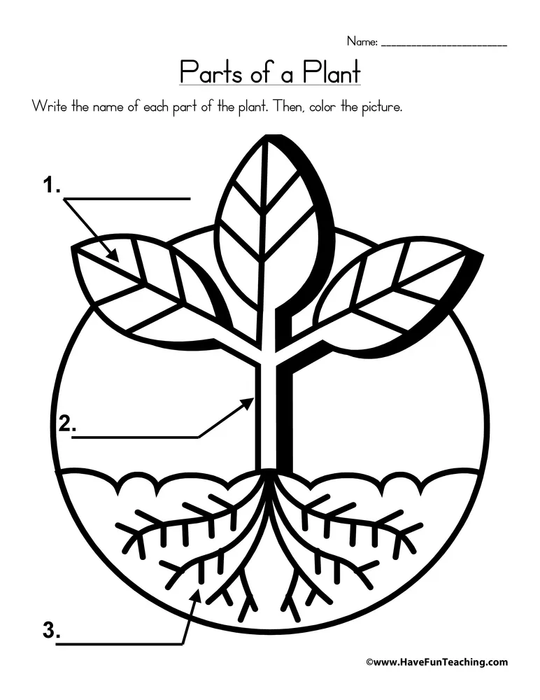 Parts of a Plant Worksheet by Teach Simple