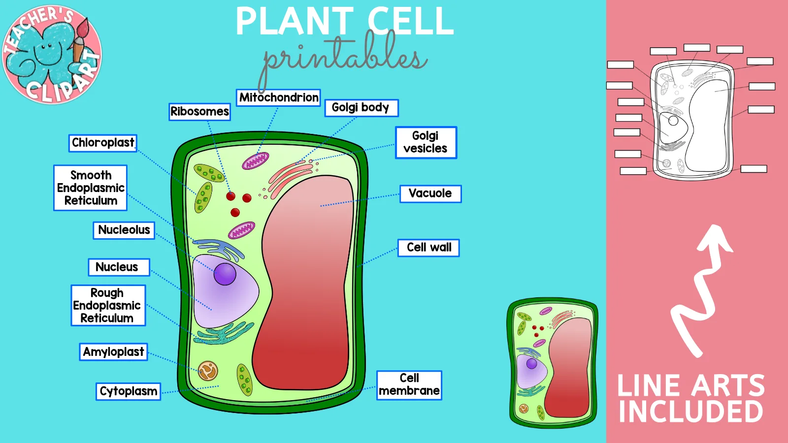 Plant and Animal Cell by Teach Simple