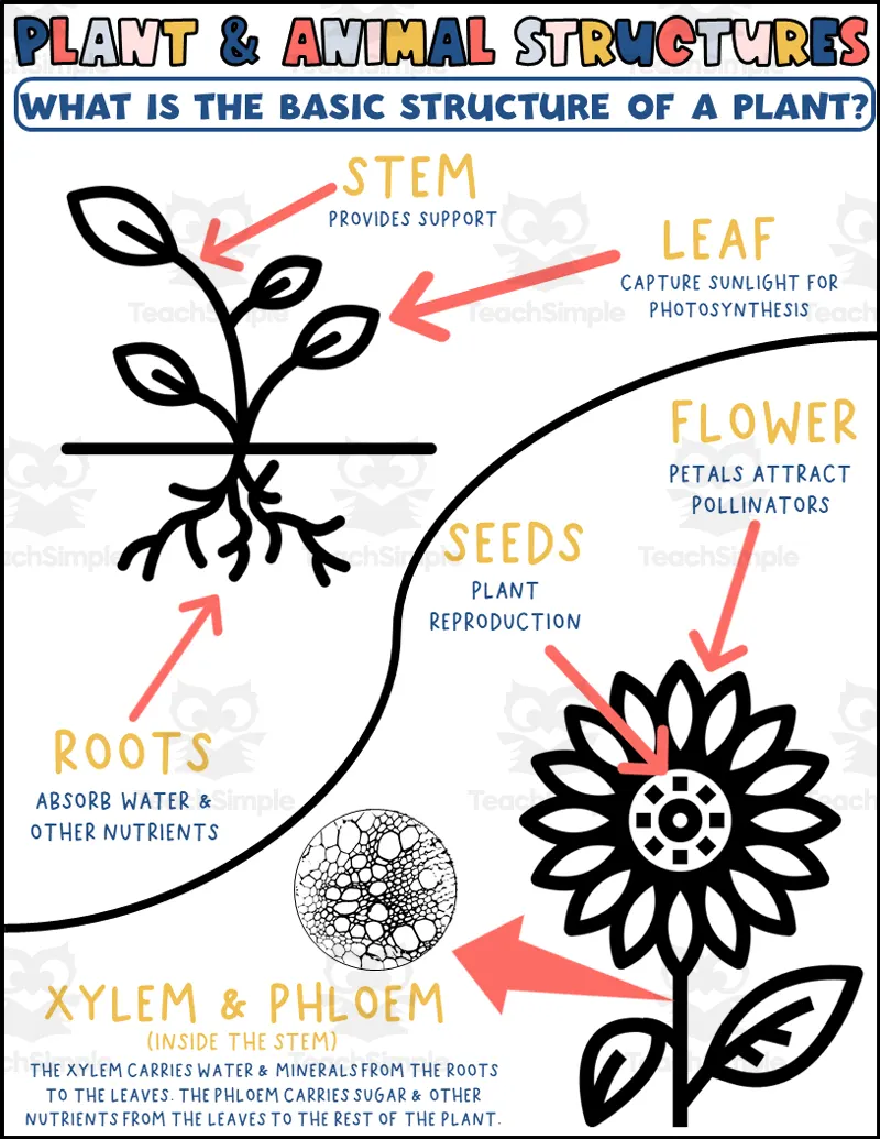 Plant and Animal Structures Printable by Teach Simple