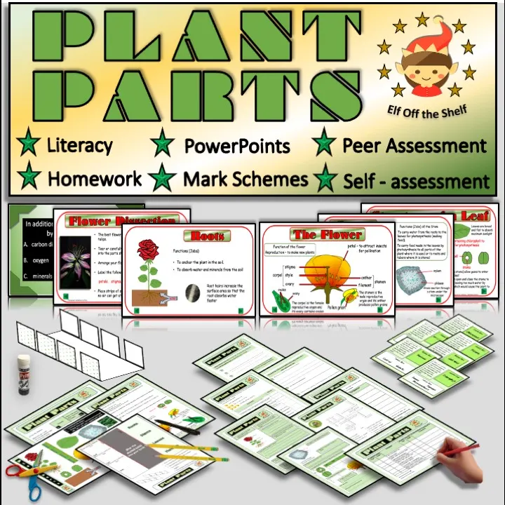 Plants - Anatomy of the Flowering Plant - Middle School Science by ...