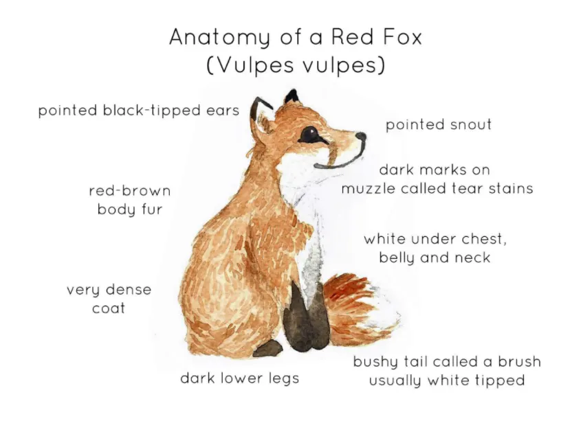 Red Fox Anatomy Printable Poster by Teach Simple