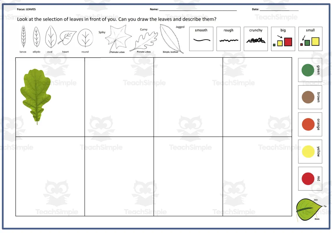 Science: Describing Leaves by Teach Simple
