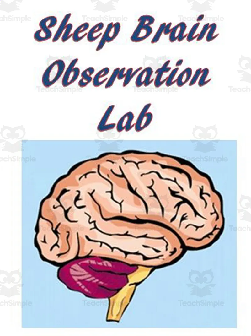 Sheep Brain Observation Lab by Teach Simple