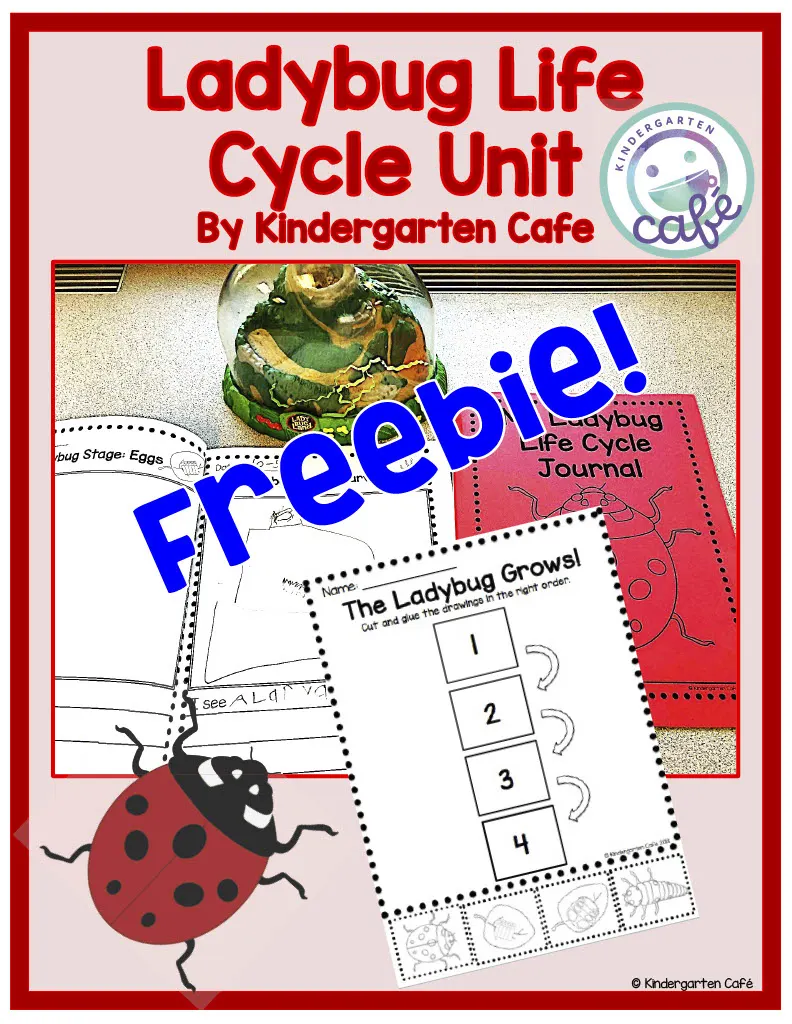 The Ladybug Grows Cut and Paste | Life Cycle of a Ladybug by Teach Simple