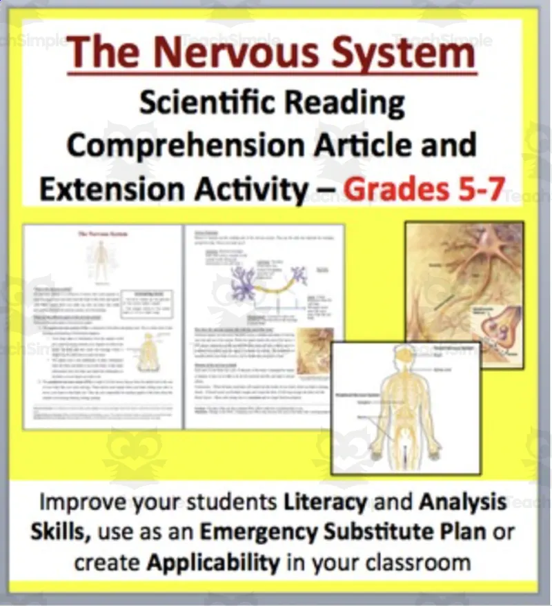 The Nervous System - Science Reading Article - Grades 5-7 by Teach Simple