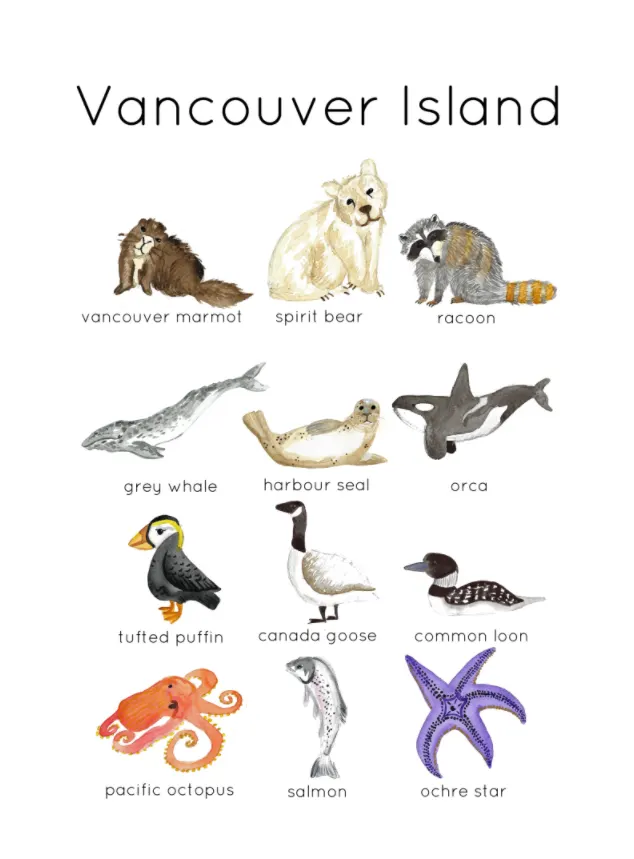 Canadian Wildlife Flashcards by Teach Simple