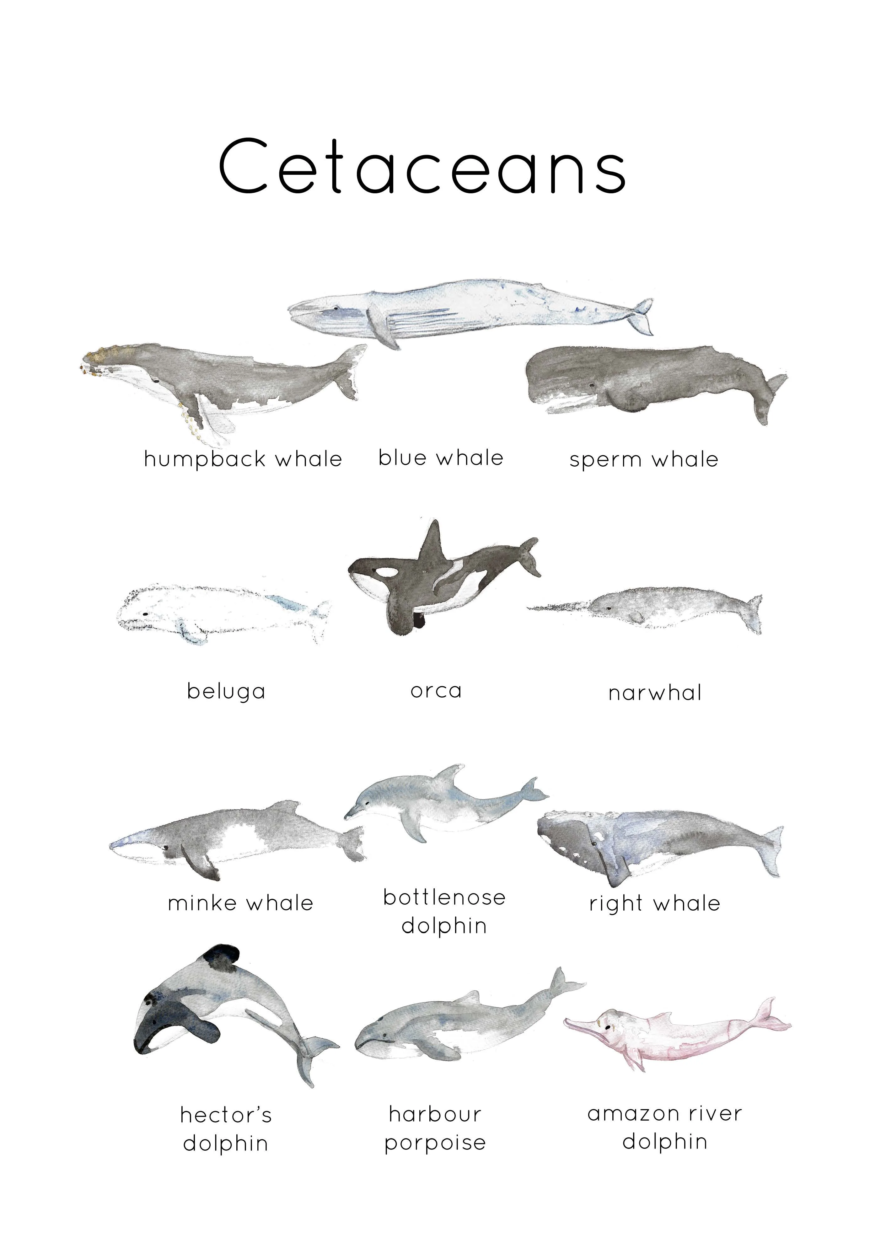 Whales and Dolphins Nature Pack | Marine Biology, Ocean Mammals and ...