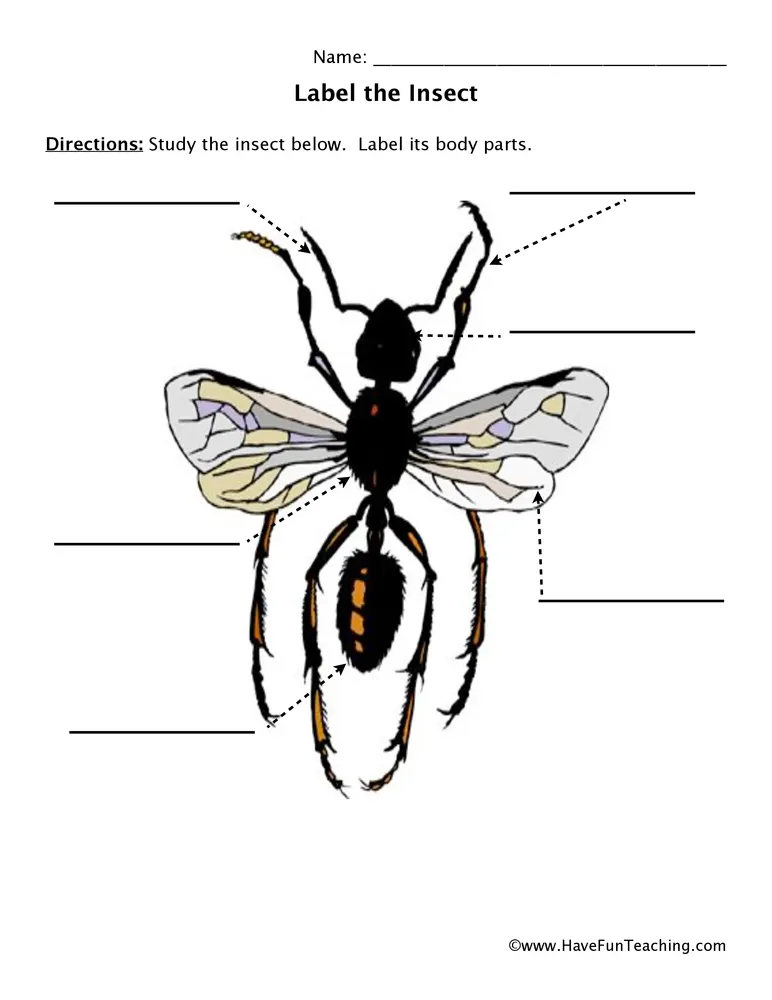 Winged Bug Body Parts Worksheet by Teach Simple