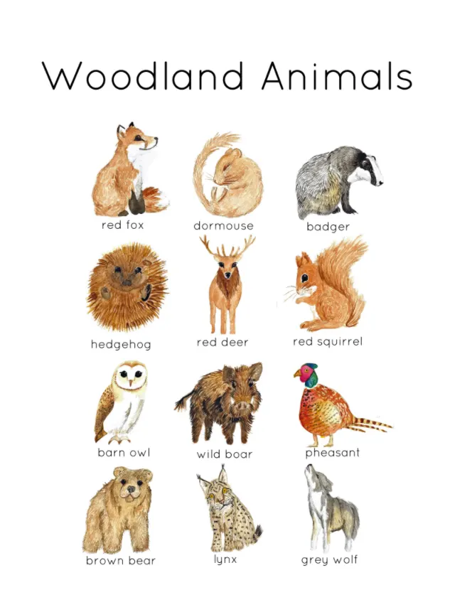 Woodland Animal Flashcards | Forest Friends Prints | Educational ...