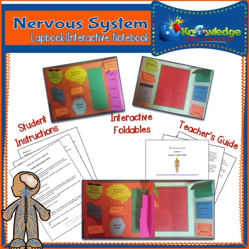 Nervous System Lapbook / Interactive Notebook - EBOOK by Teach Simple