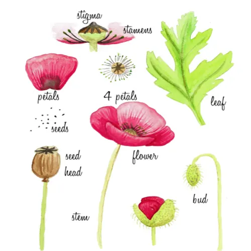 Parts of a Poppy Printable Poster by Teach Simple