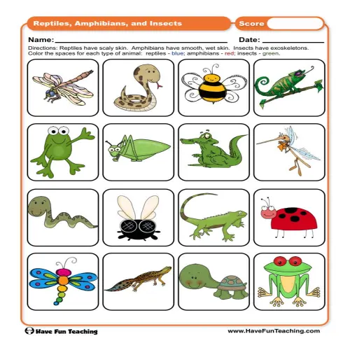 Reptiles, Amphibians, and Insects Worksheet by Teach Simple
