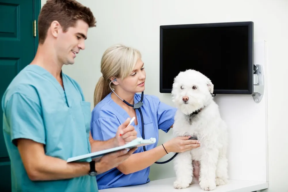 How to become a vet tech - Degreechoices.com