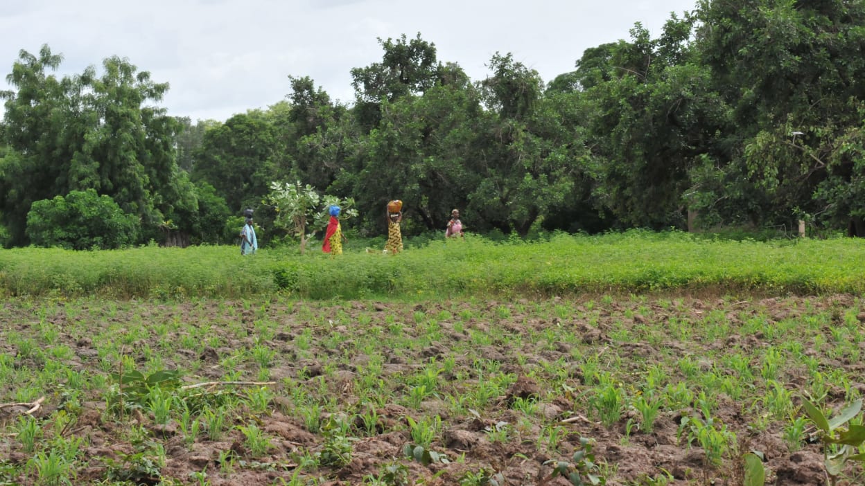 Nana's garden of grace - Tearfund