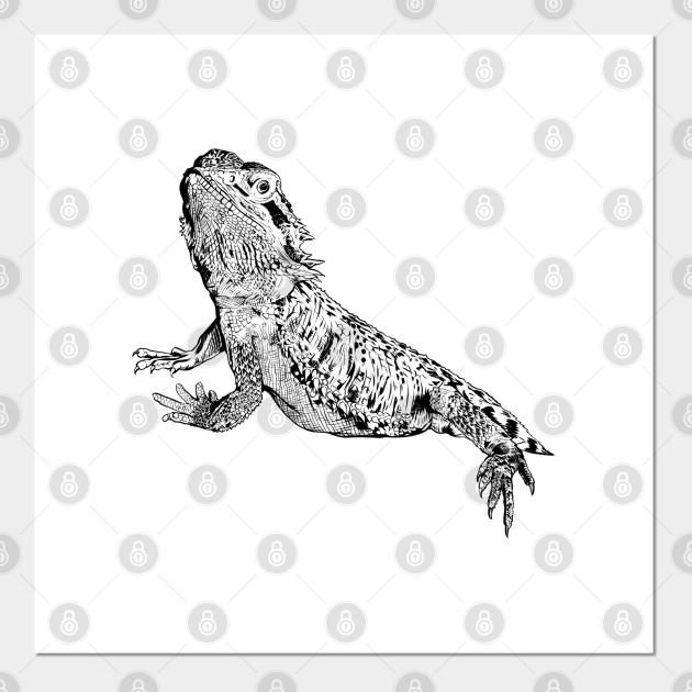 Line drawing - bearded dragon - Bearded Dragon - Posters and Art Prints ...