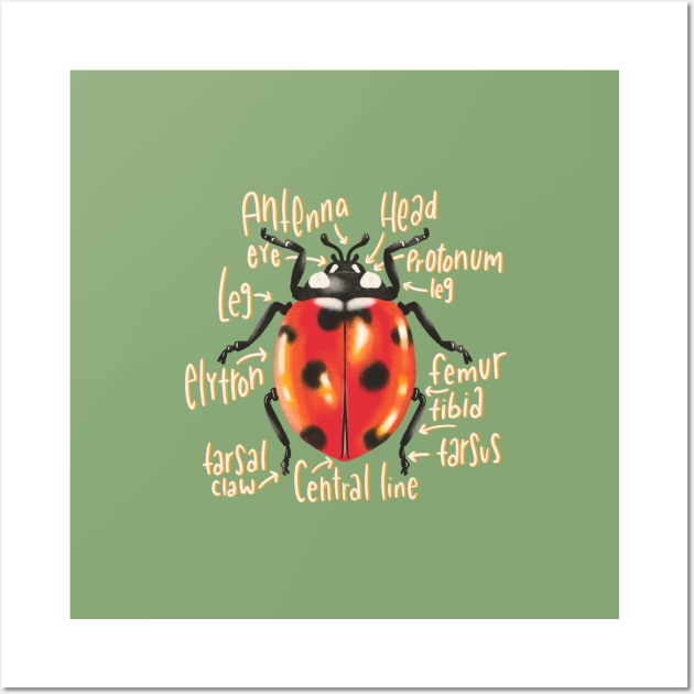 Ladybug illustration with anatomy labels - Ladybug - Posters and Art ...