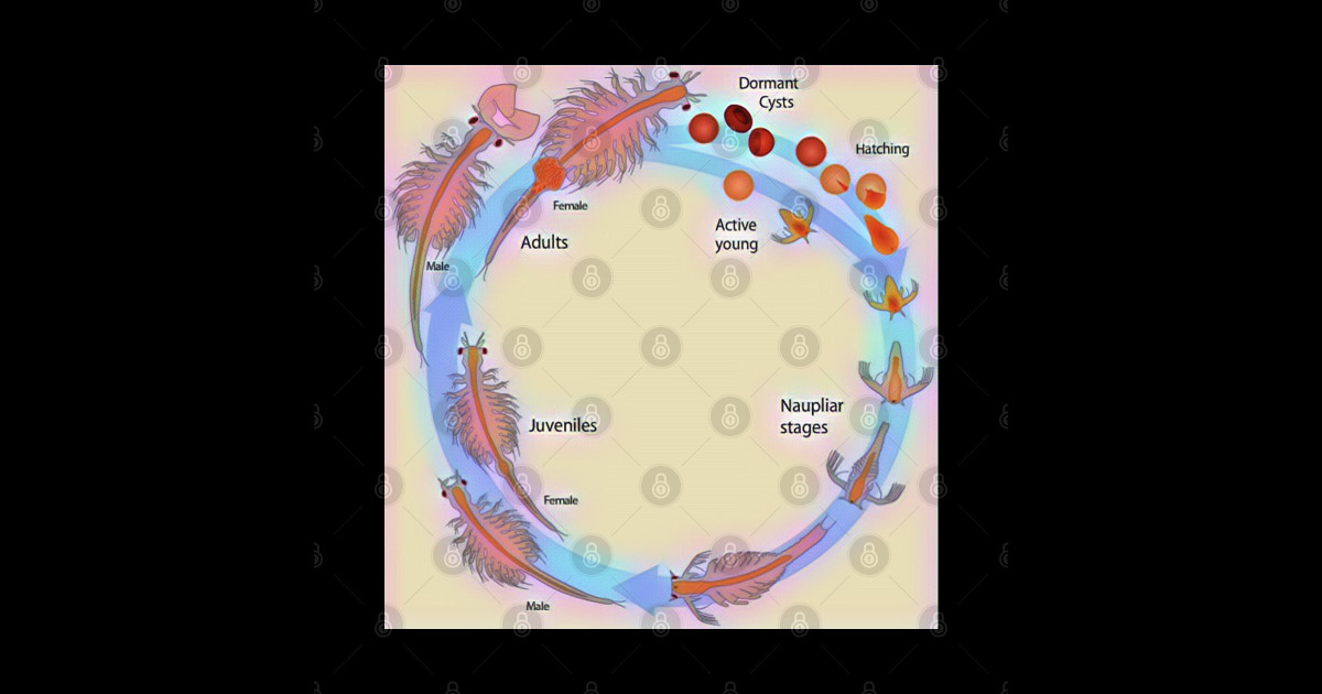 Life Cycle of Brine Shrimp - Brine Shrimp - Sticker | TeePublic