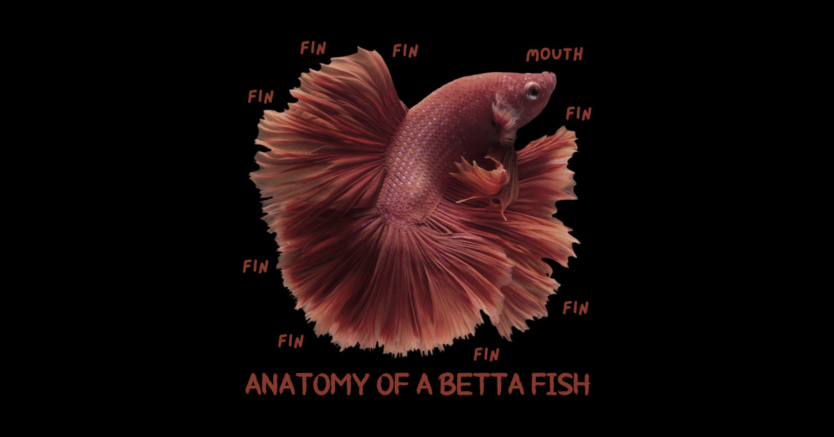 Anatomy of a Betta Fish, Funny Labels - Anatomy Of A - Sticker | TeePublic