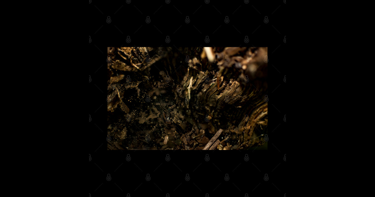 Rotting Wood - Wood - Sticker | TeePublic