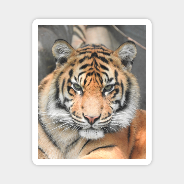 Sumatran Tiger - Tiger - Magnet | TeePublic