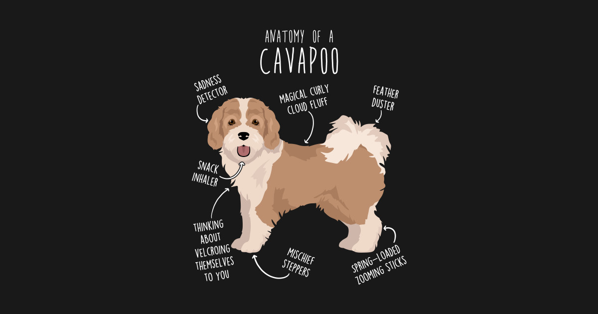 Parti Cavapoo Dog Anatomy - Cavapoo - T-Shirt | TeePublic
