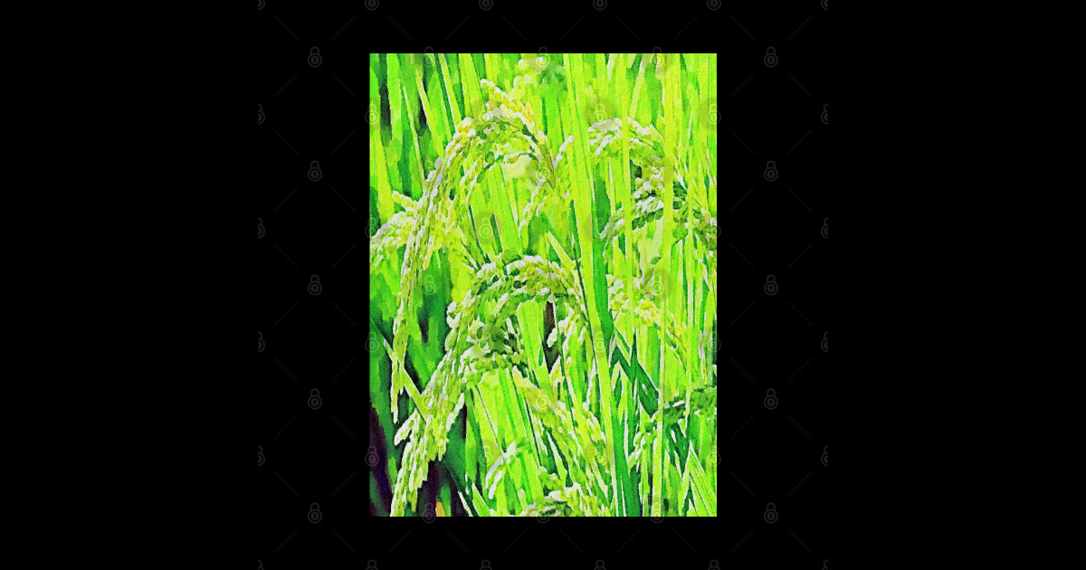 rice plant - Terrace Rice Fields - Sticker | TeePublic