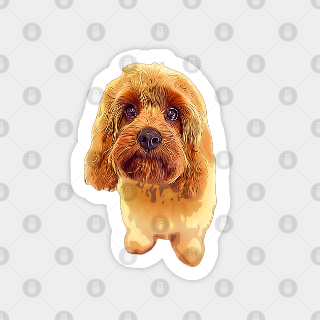 Cavapoo Doodle Cavoodle Cockapoo Goldendoodle Labradoodle Puppy Dog ...