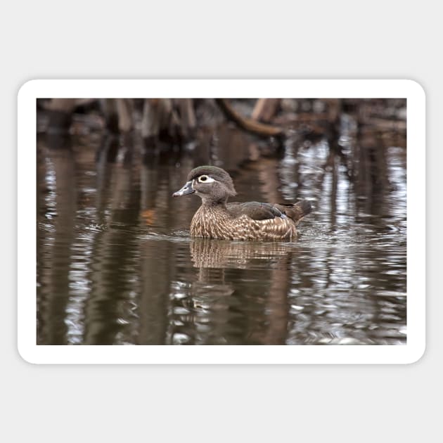 Wood Duck - Duck - Sticker | TeePublic