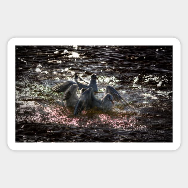 Bread Fight - Gull - Sticker | TeePublic