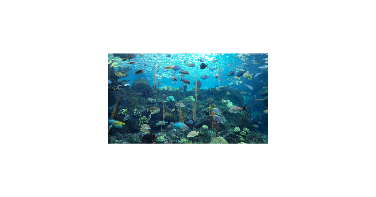 Undersea World - Seaworld - T-Shirt | TeePublic