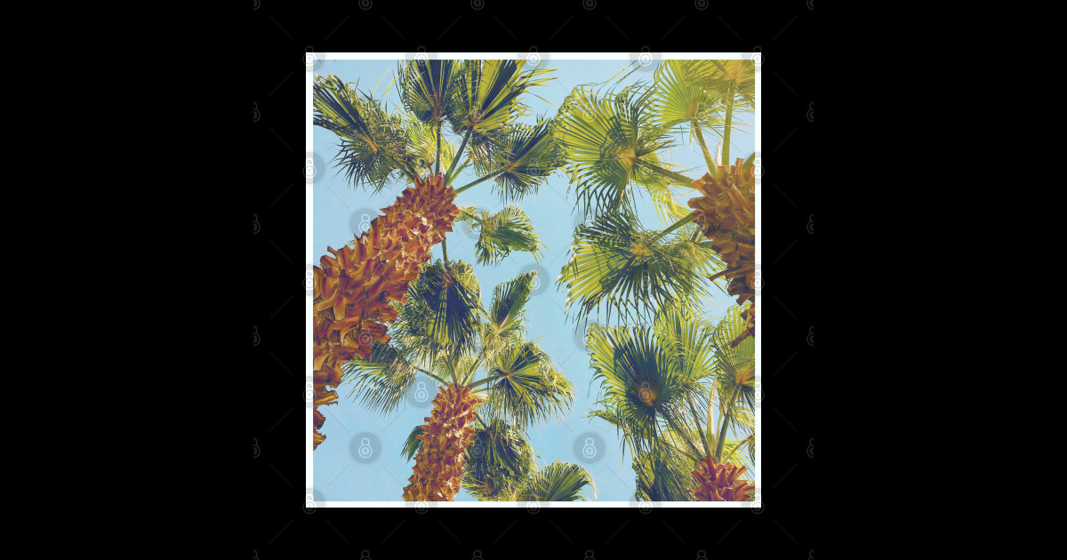 Pretty picture of a Palm Tree. Pretty Palm Trees Photography design ...