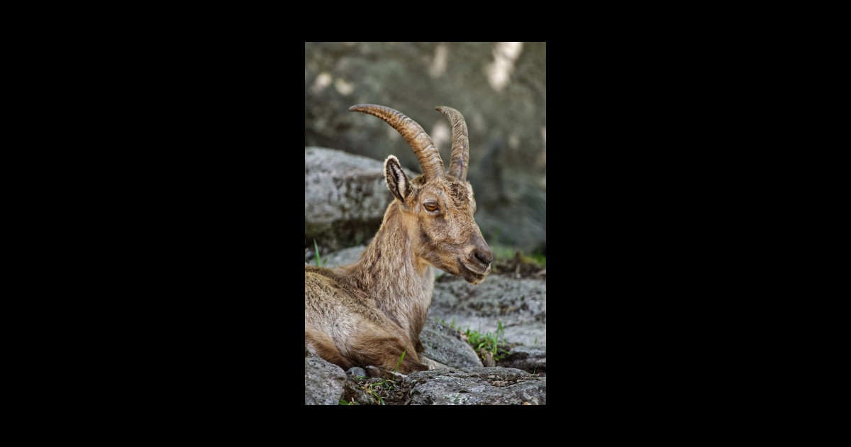 Young Ibex - Ibex - Sticker | TeePublic