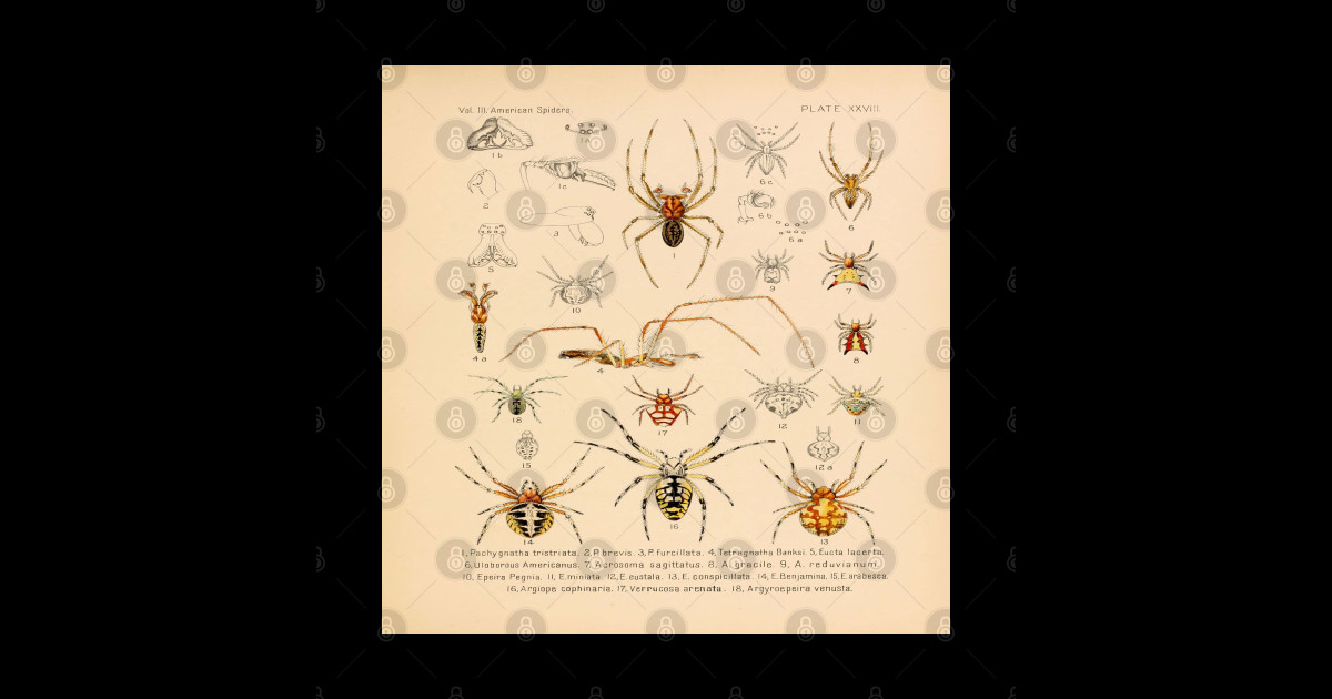 Spiders - Halloween - Sticker | TeePublic