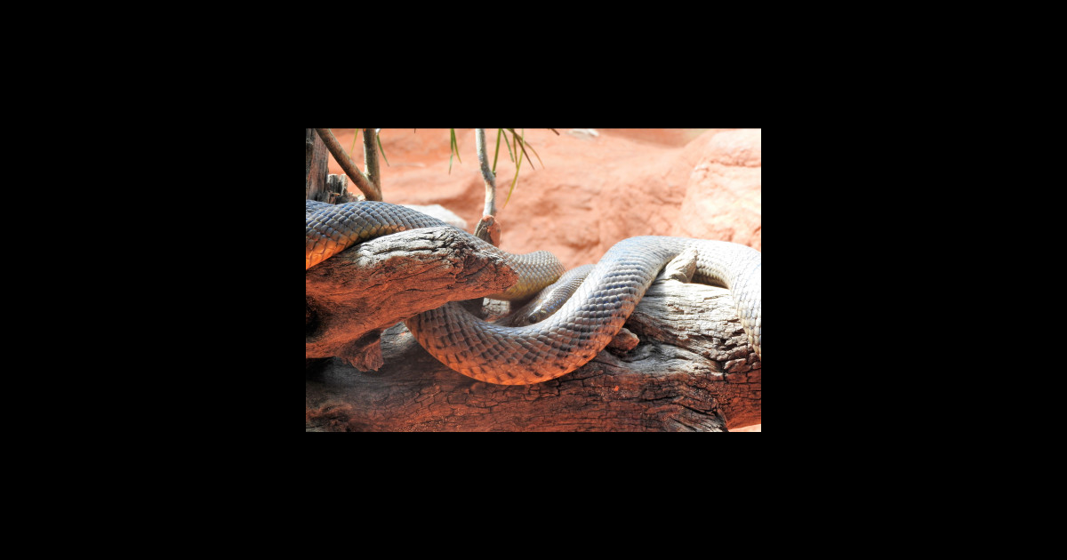 Inland Taipan - Taipan - Sticker | TeePublic
