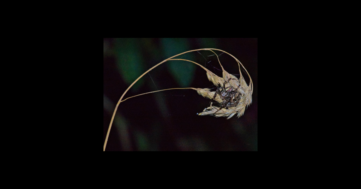 THE FIBONACCI SPIDERS - Poaceae - Sticker | TeePublic