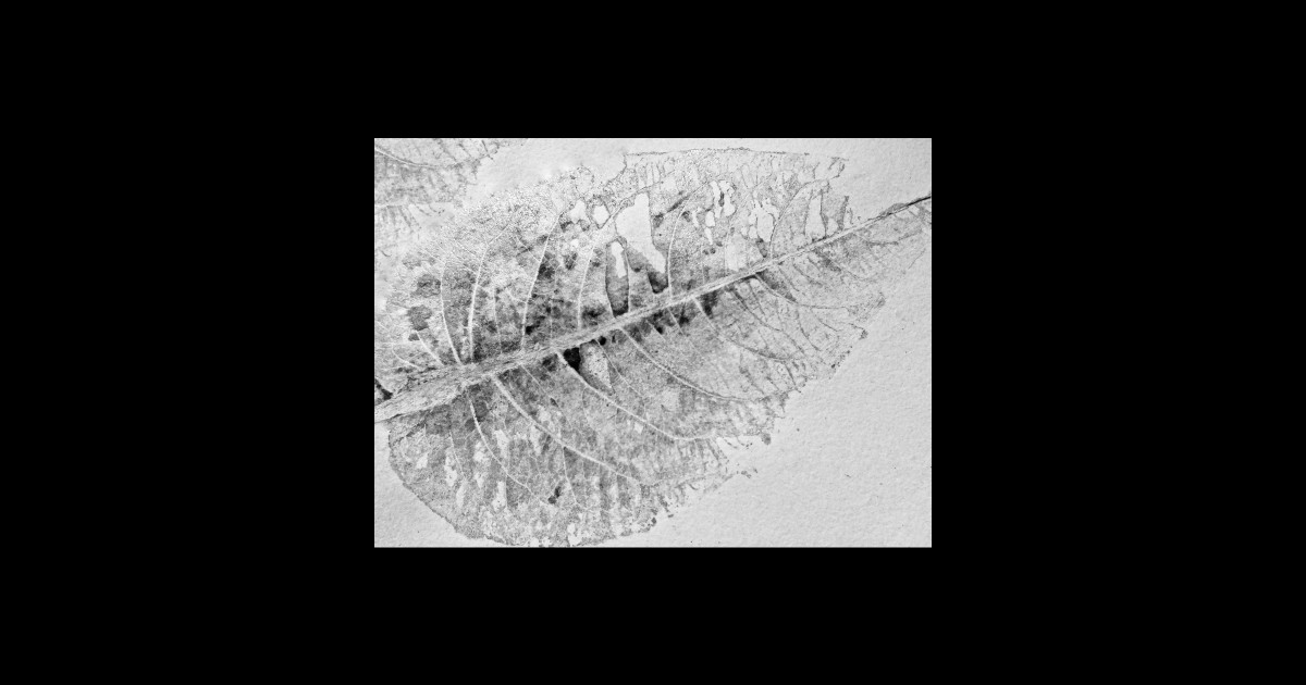 Fragility of Nature - Skeleton Leaf - Sticker | TeePublic
