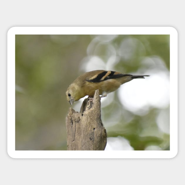 American Goldfinch Fledgling - Goldfinch - Sticker | TeePublic