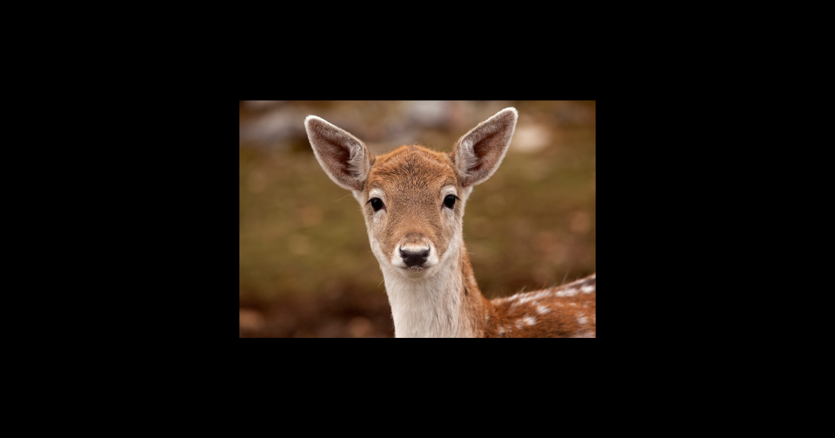 Blowing Bubbles - Deer - Sticker | TeePublic