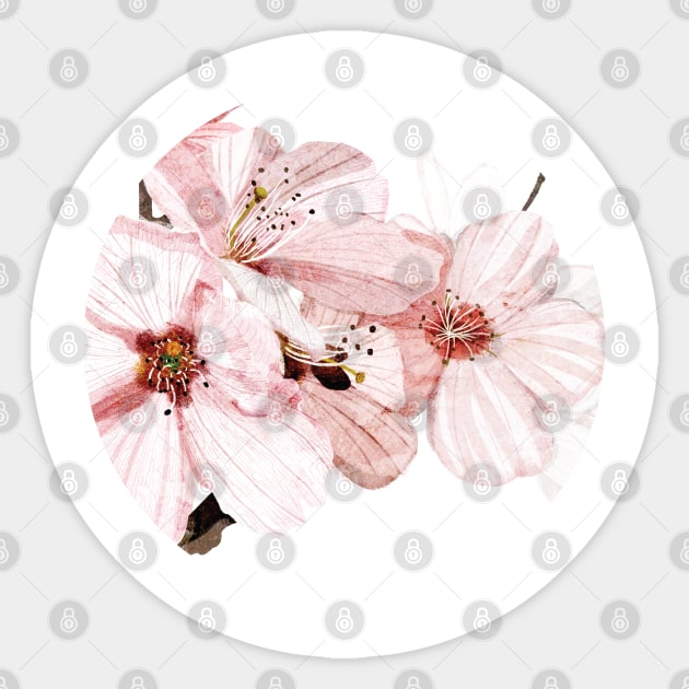 Cherry Tree - Pink Flowers - Sticker | TeePublic