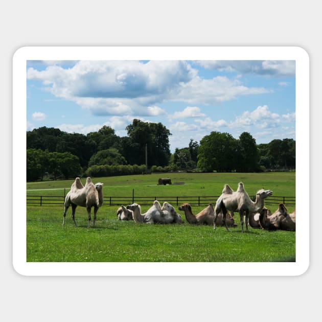 Double humped camels - Hump - Sticker | TeePublic