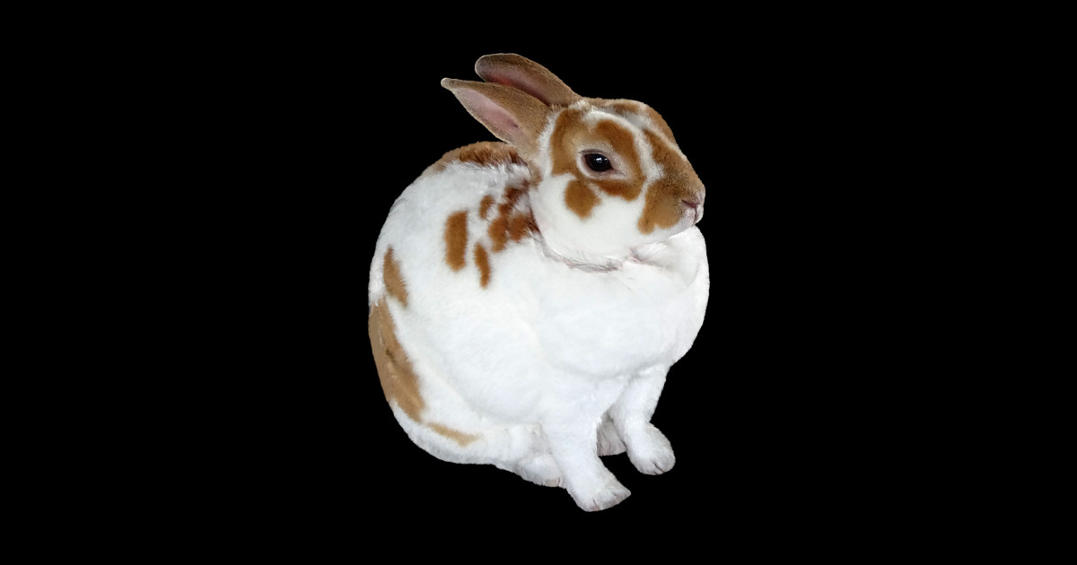 Brown and White Rex Rabbit - Rabbit - Sticker | TeePublic