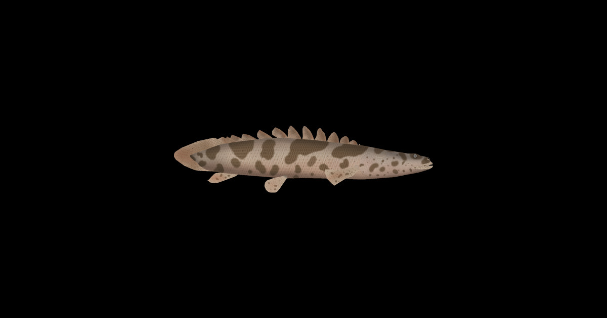 Saddle Bichir - Fish - Sticker | TeePublic