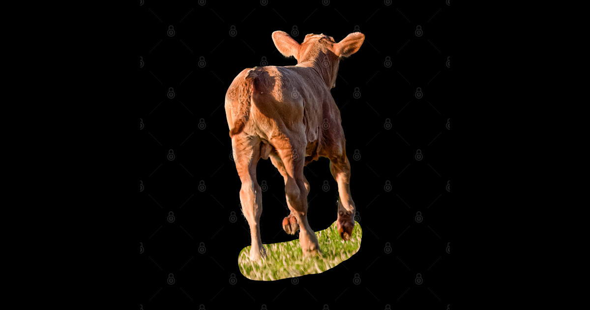 Frisky young calf - Cow - Sticker | TeePublic